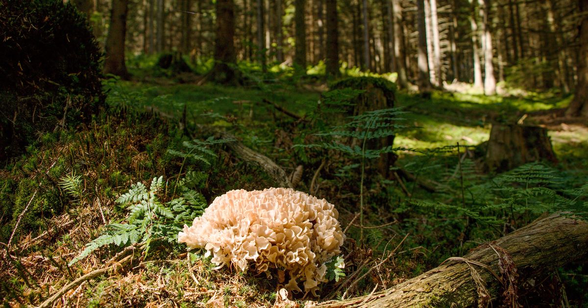 Kozia broda. Grzyb zakazany na Litwie i Łotwie. W Polsce można go ...