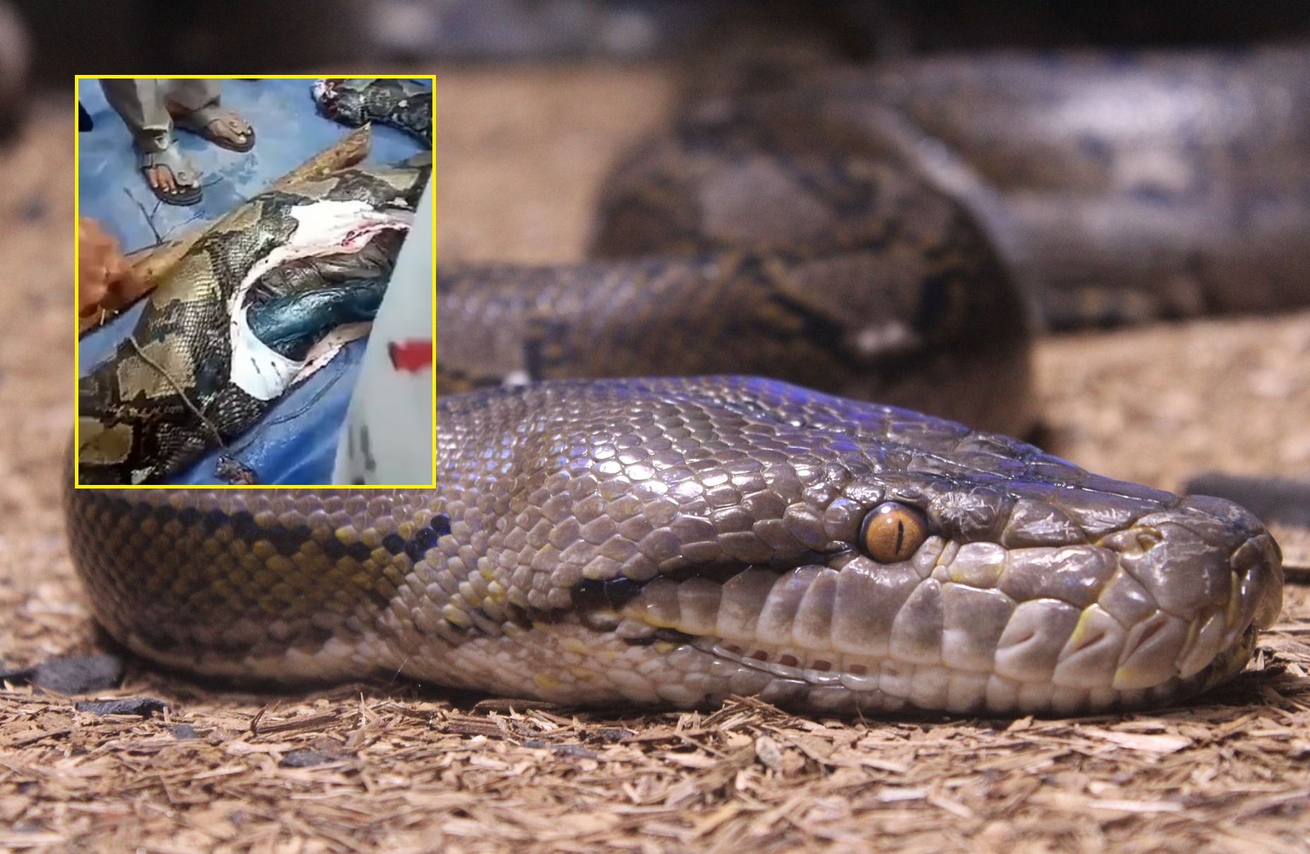 Wyszła z domu i nie wróciła. W ogrodzie znaleziono 7-metrowego pytona