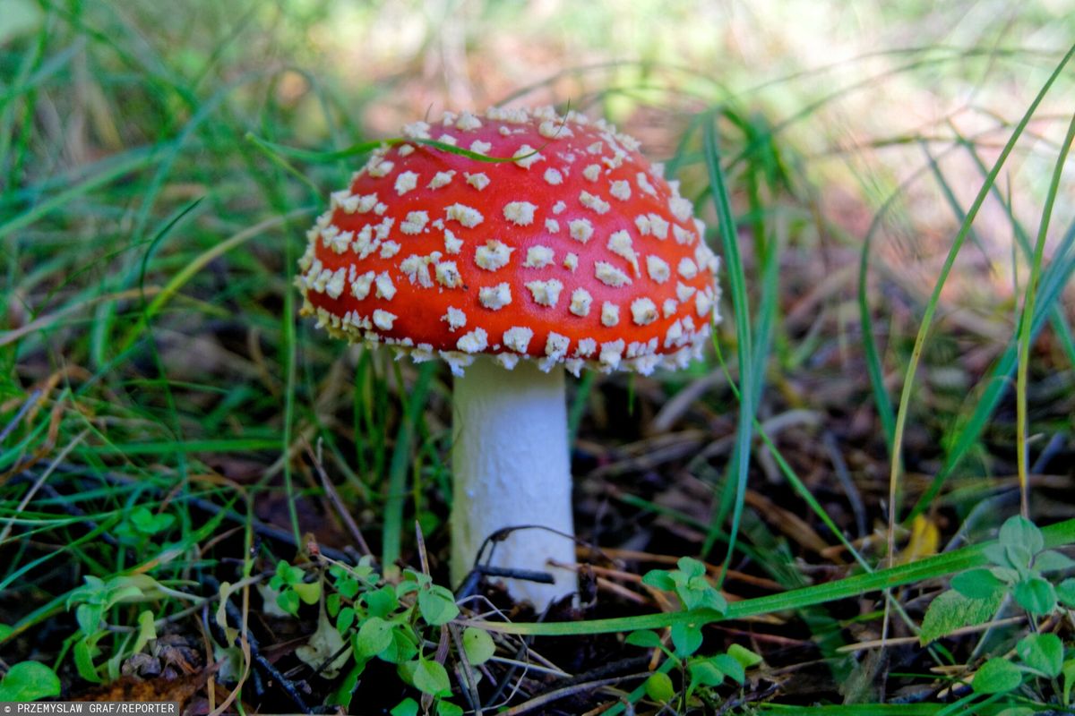 Grzyby trujące. Te śmiertelnie niebezpieczne grzyby łatwo uznać za ...