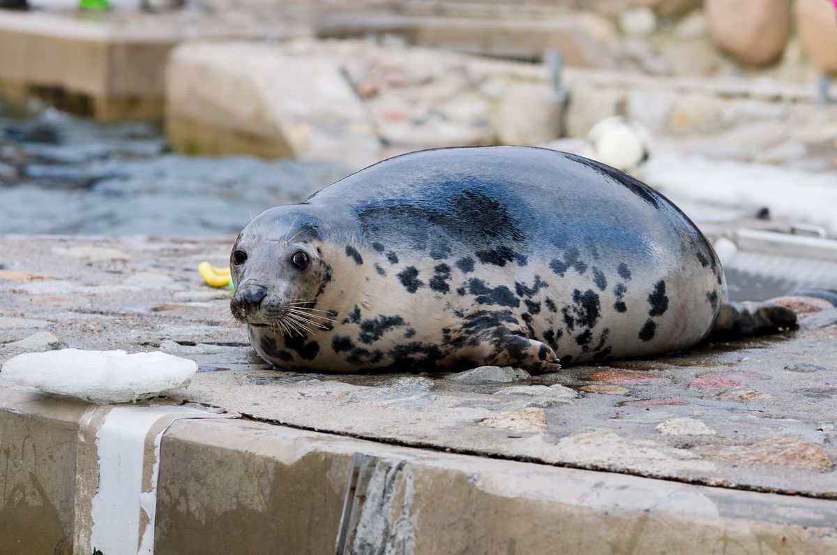 Foki w Polsce. Gdzie można je zobaczyć? - WP Turystyka
