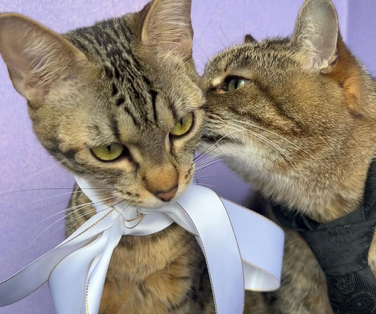 Kot Stepan przyjmuje gratulacje. Zdjęcia obiegły sieć - WP Kobieta