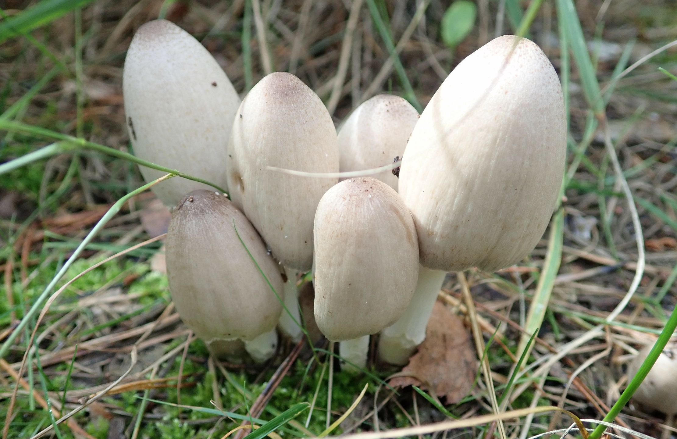 Można jeść tego grzyba, ale jest haczyk. Oto warunek