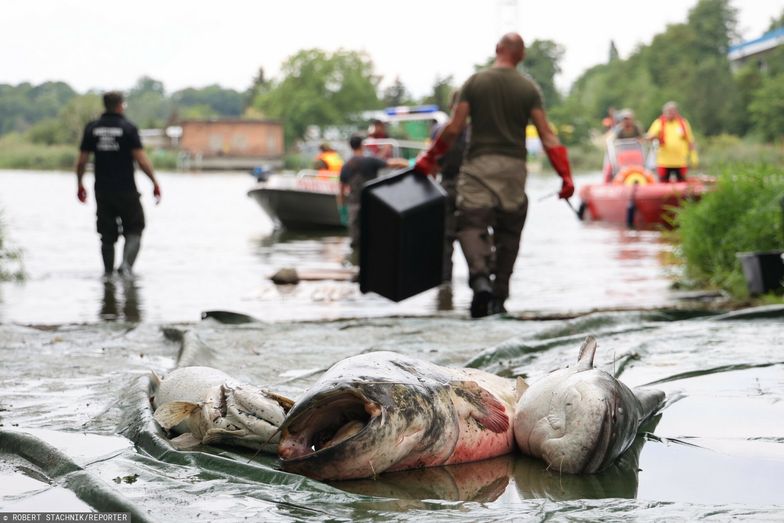 Zatruta Odra to również katastrofa dla firm. Przedsiębiorcy rozliczą część strat w kosztach ...
