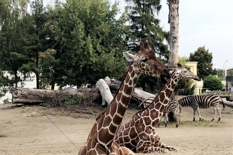 Zoo w Polsce. Które ogrody zoologiczne warto odwiedzić? - WP Turystyka