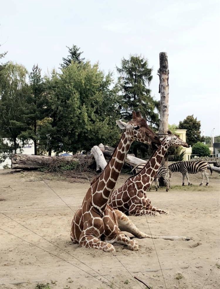 Zoo w Polsce. Które ogrody zoologiczne warto odwiedzić? - WP Turystyka