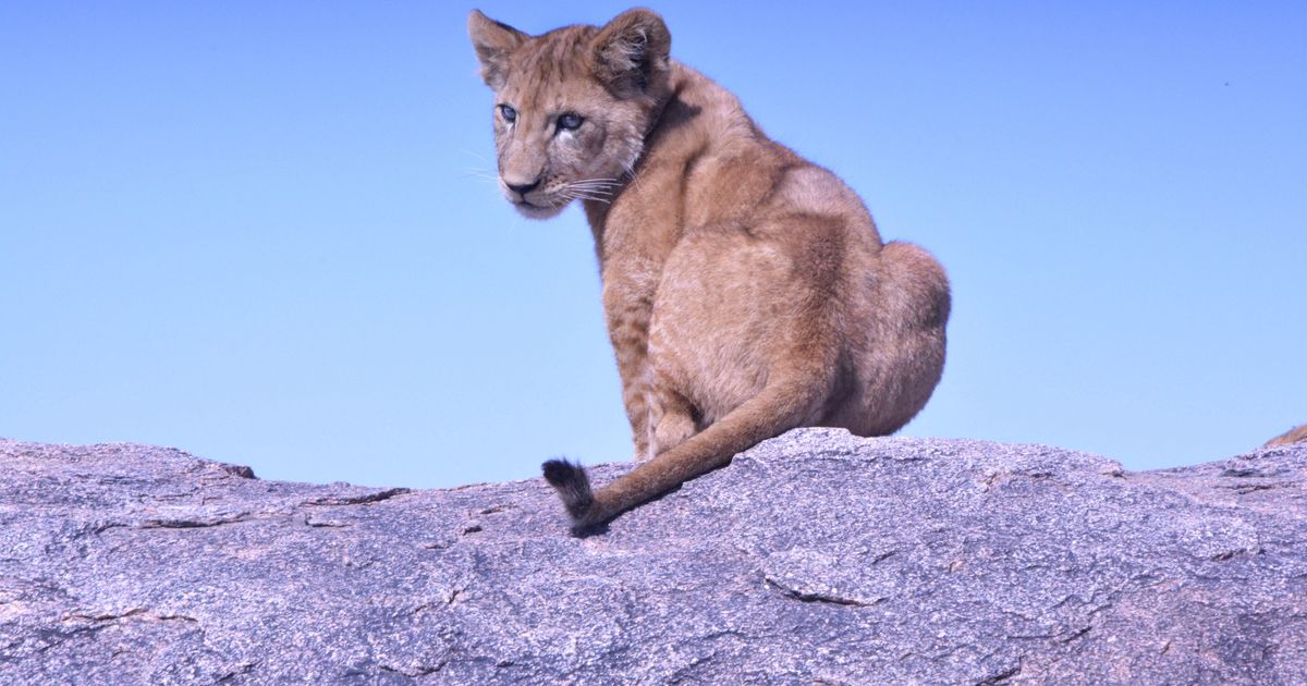Singapur: Simba nie pozna ojca, bo Mufasa zmarł po elektroejakulacji ...