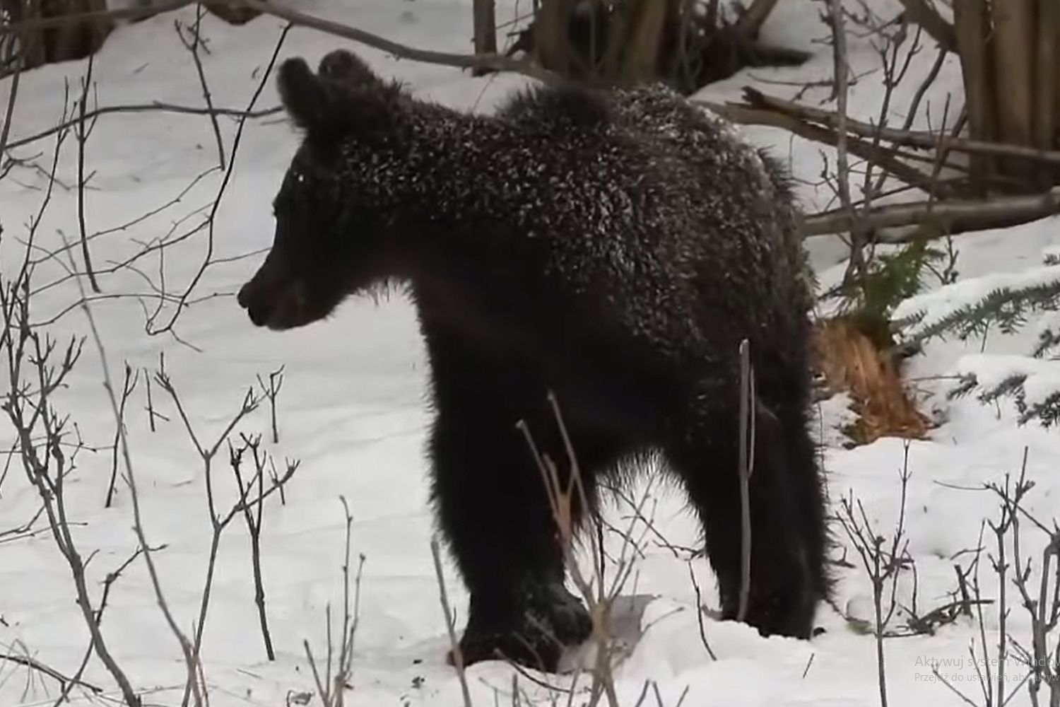 Leśnik chwycił za telefon. Nagranie poruszyło internautów