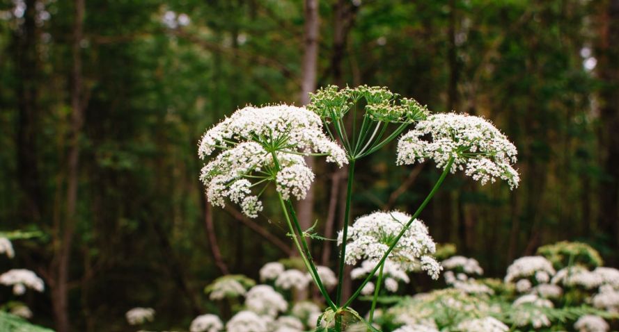 Podagrycznik pospolity - co to jest, właściwości lecznicze, herbata z ...