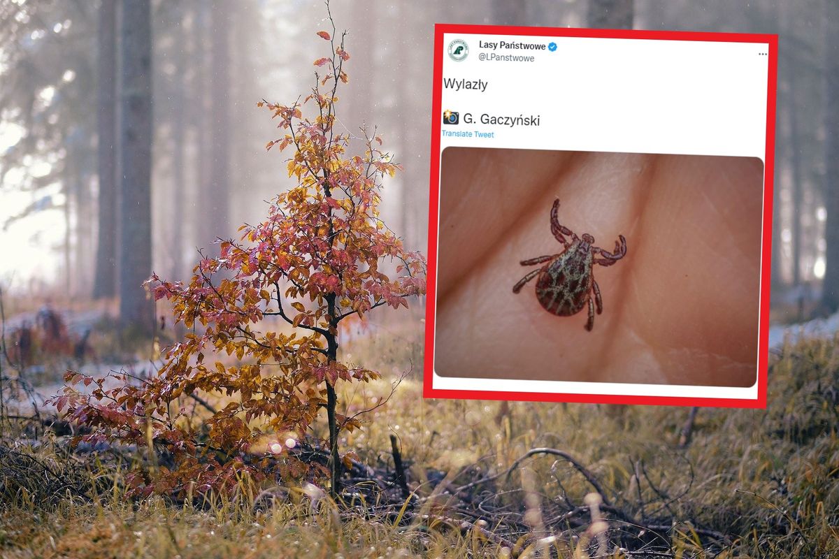 Kleszcze w zimie? Lasy Państwowe: "Wylazły" - WP Wiadomości