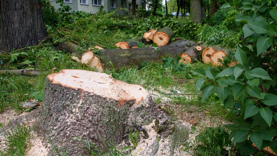 Nie sadź blisko domu. Przyciągają pioruny i uszkadzają przewody