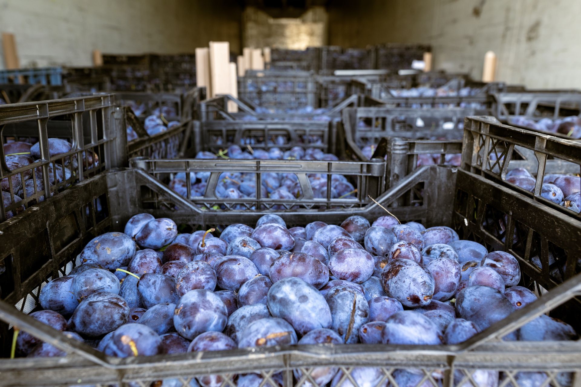 Rolnicy tracą tysiące złotych. Policja bada sprawę