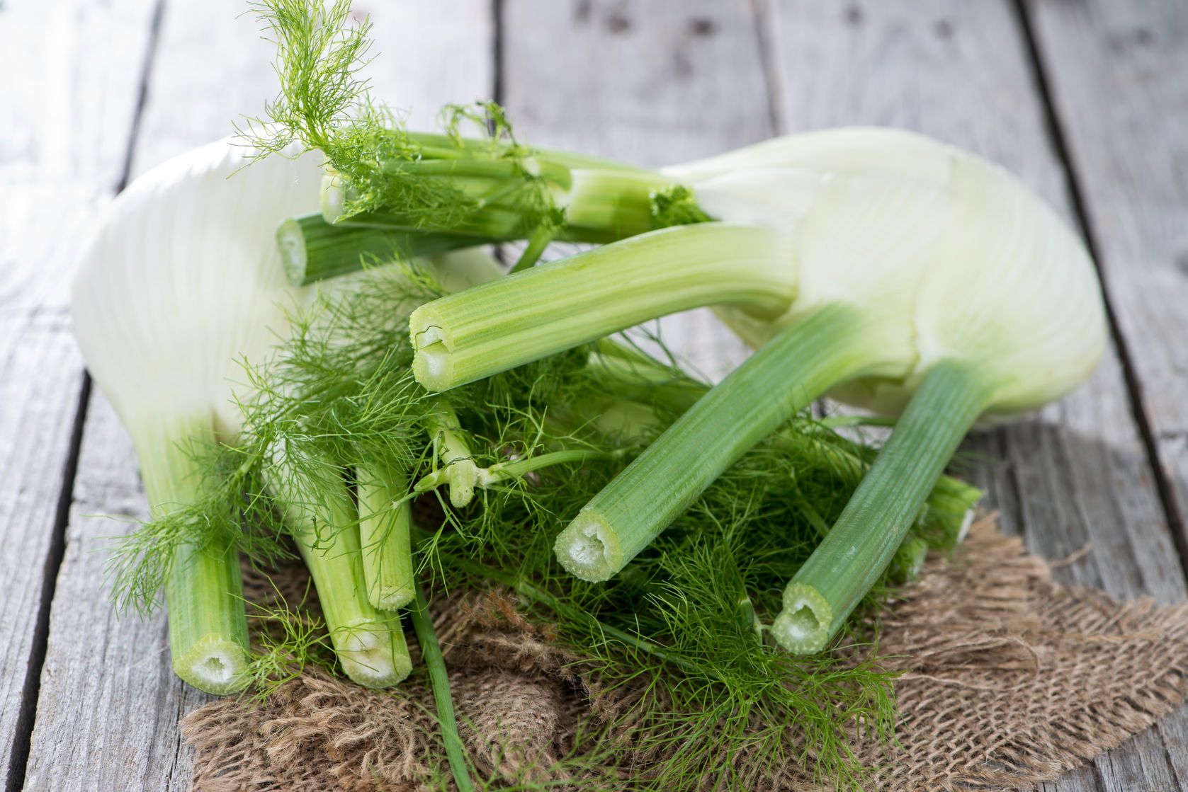 Fenkuł (koper włoski) - właściwości, herbata, zastosowanie - WP Kuchnia