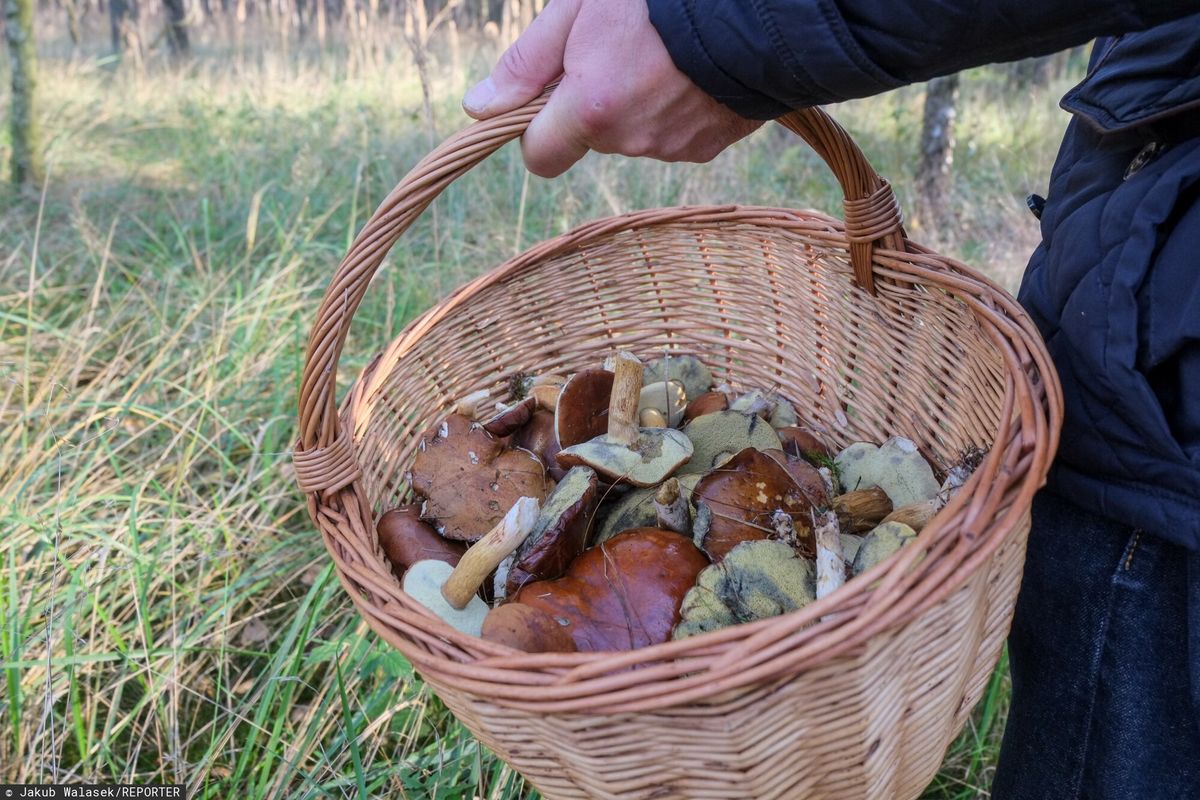 Grzyby w kwietniu. Janusz Piechociński mówi nam o swoim znalezisku - WP Finanse