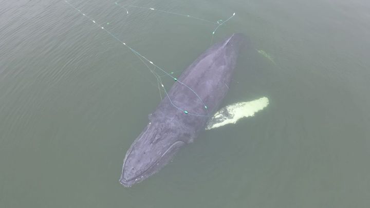 Długopłetwiec oceaniczny w Polsce. Zaplątał się w śmieci