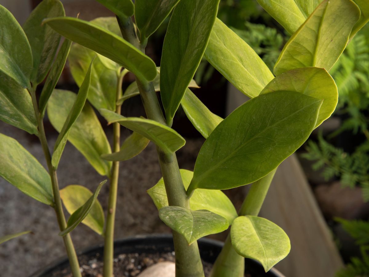 Wlej do doniczki z zamiokulkasem. Szybko wypuści liście - WP Kobieta