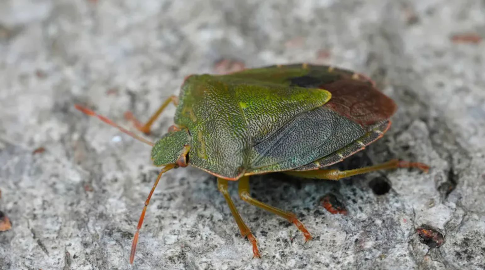 Już może wlatywać do domów. Pod żadnym pozorem nie dotykaj