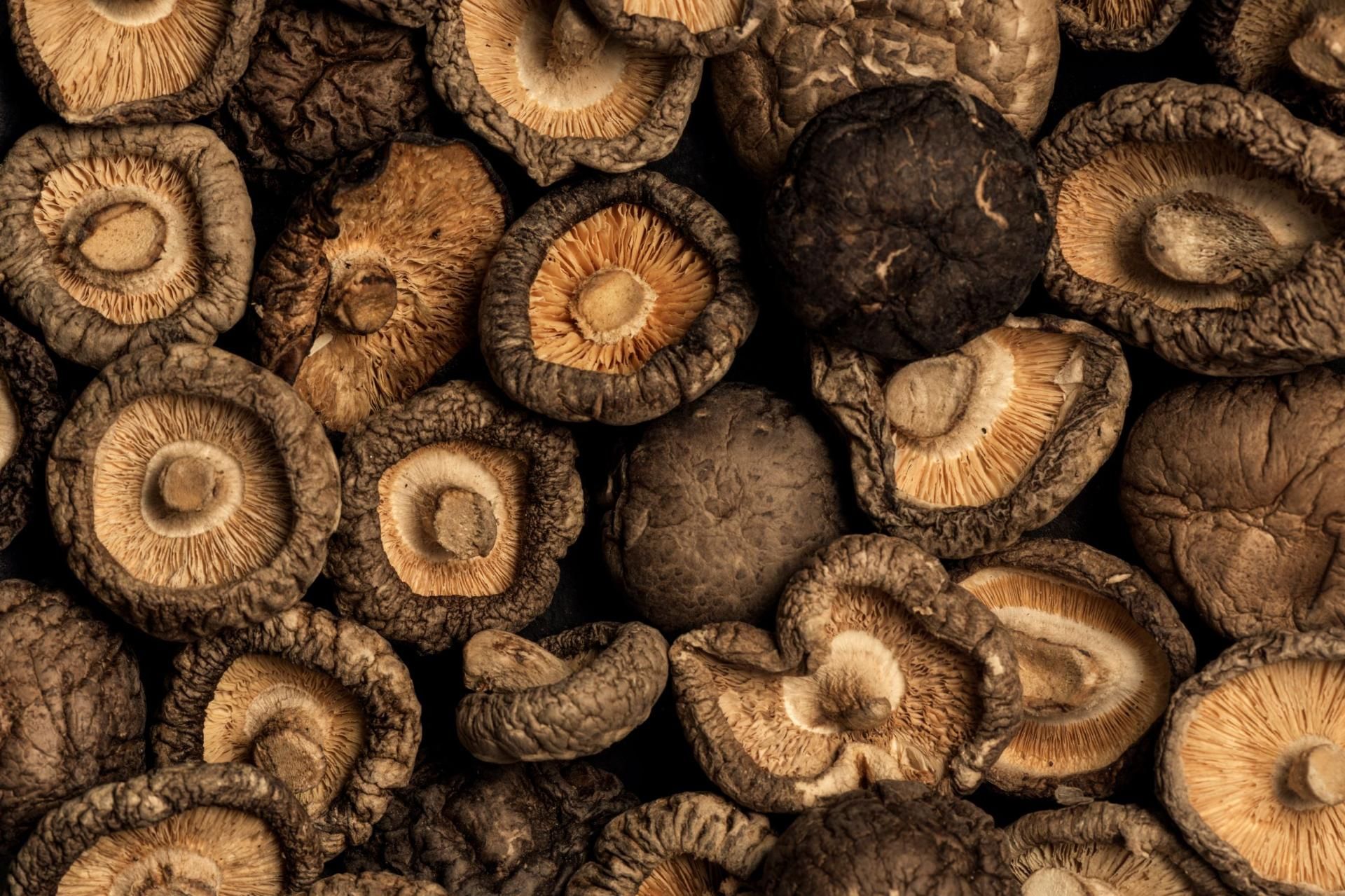 Shiitake. Grzyb, który wspiera odporność i witalność