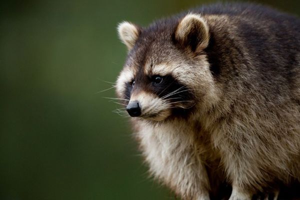 Jenoty grasują w polskich lasach - złe warunki atmosferyczne im nie ...