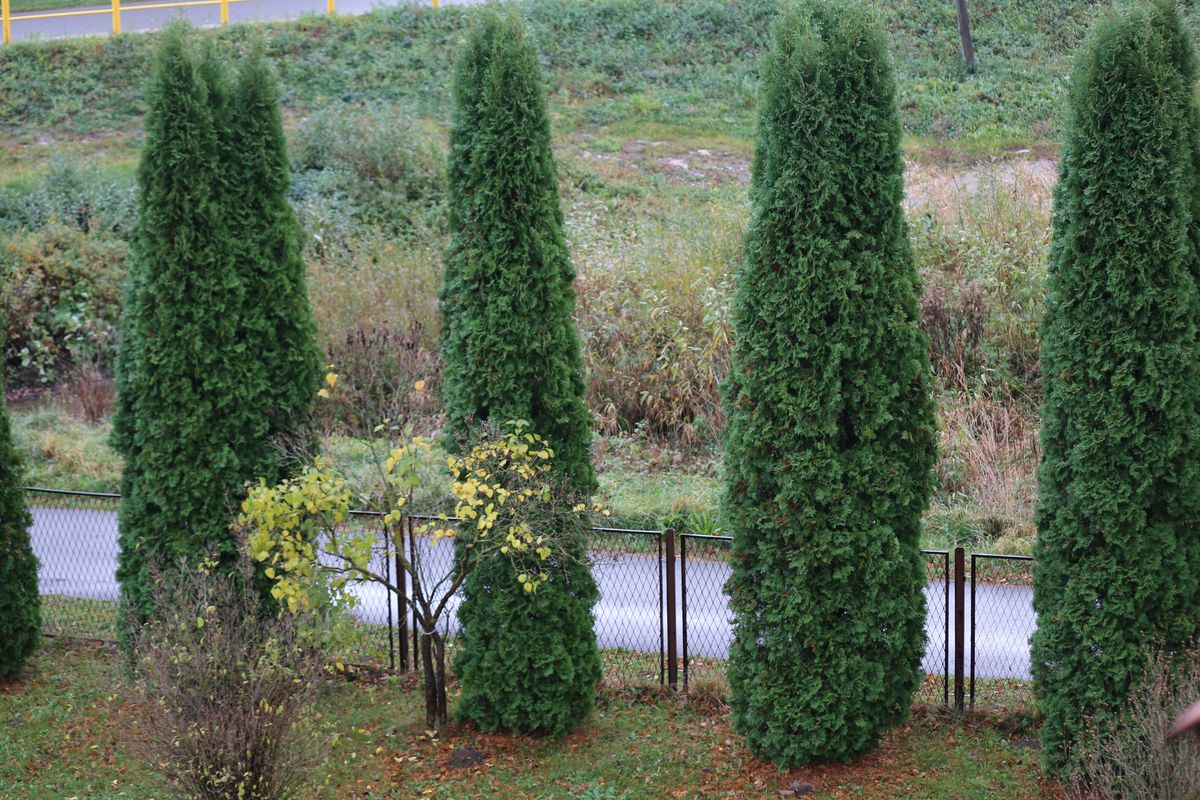 Wlej pod tuję przed zimą. Będzie niezniszczalna - WP Kobieta