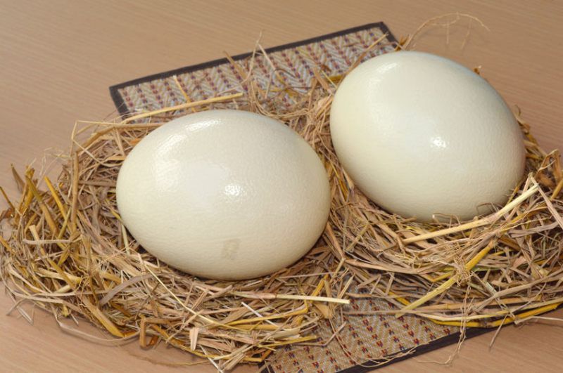 Sezon na strusie jaja - WP Kuchnia