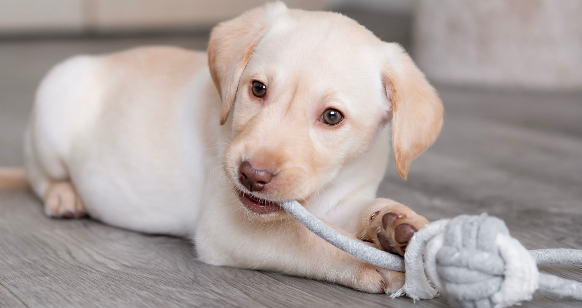 Dlaczego labrador to jedna z najbardziej kochanych ras psów na świecie?