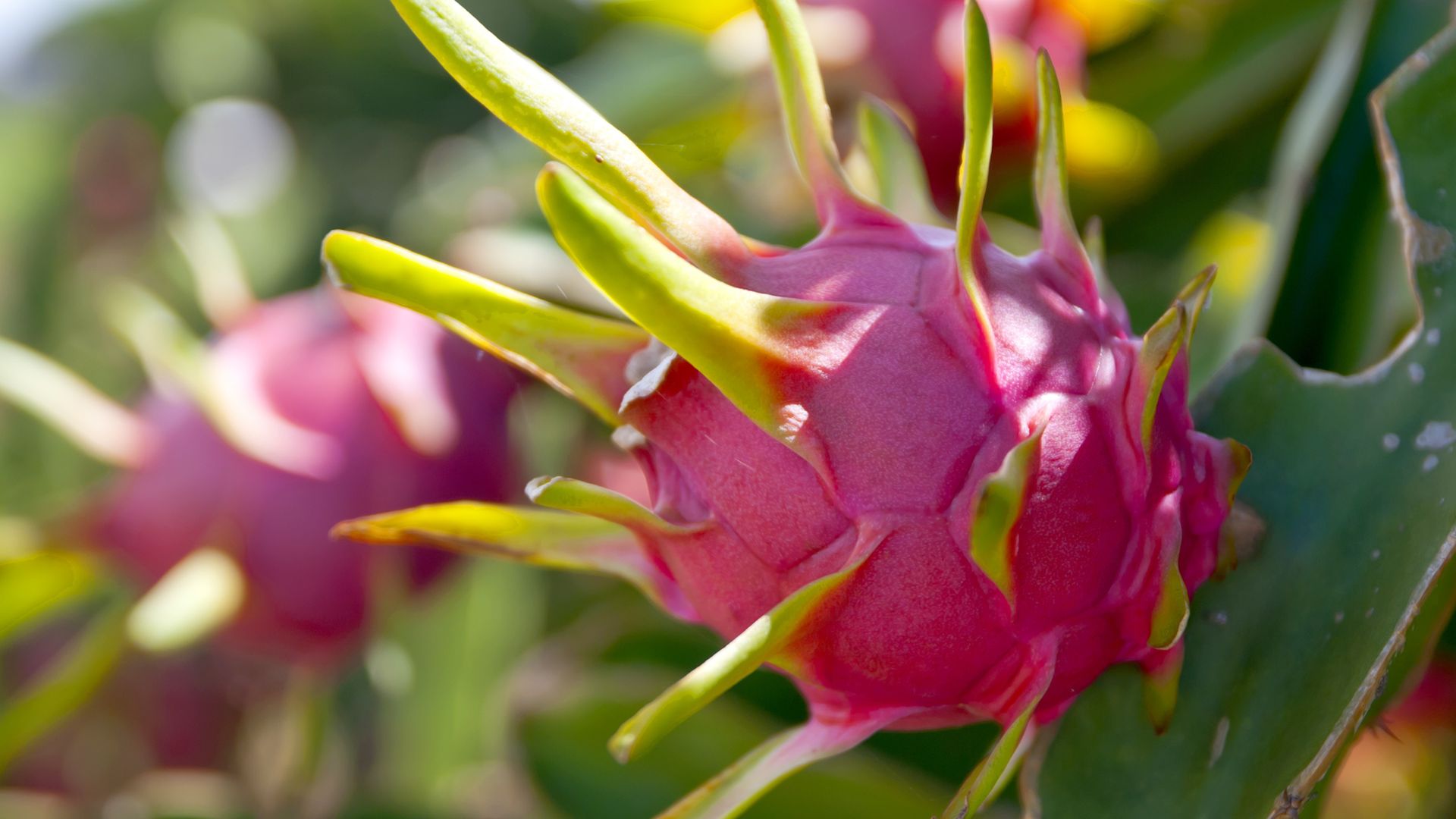 Pitaja, czyli smoczy owoc - WP Kuchnia