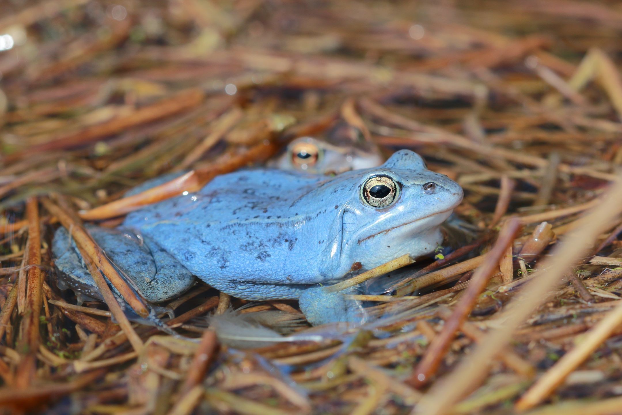 Wyjątkowe stworzenia. W warmińskim arboretum można zobaczyć tzw ...