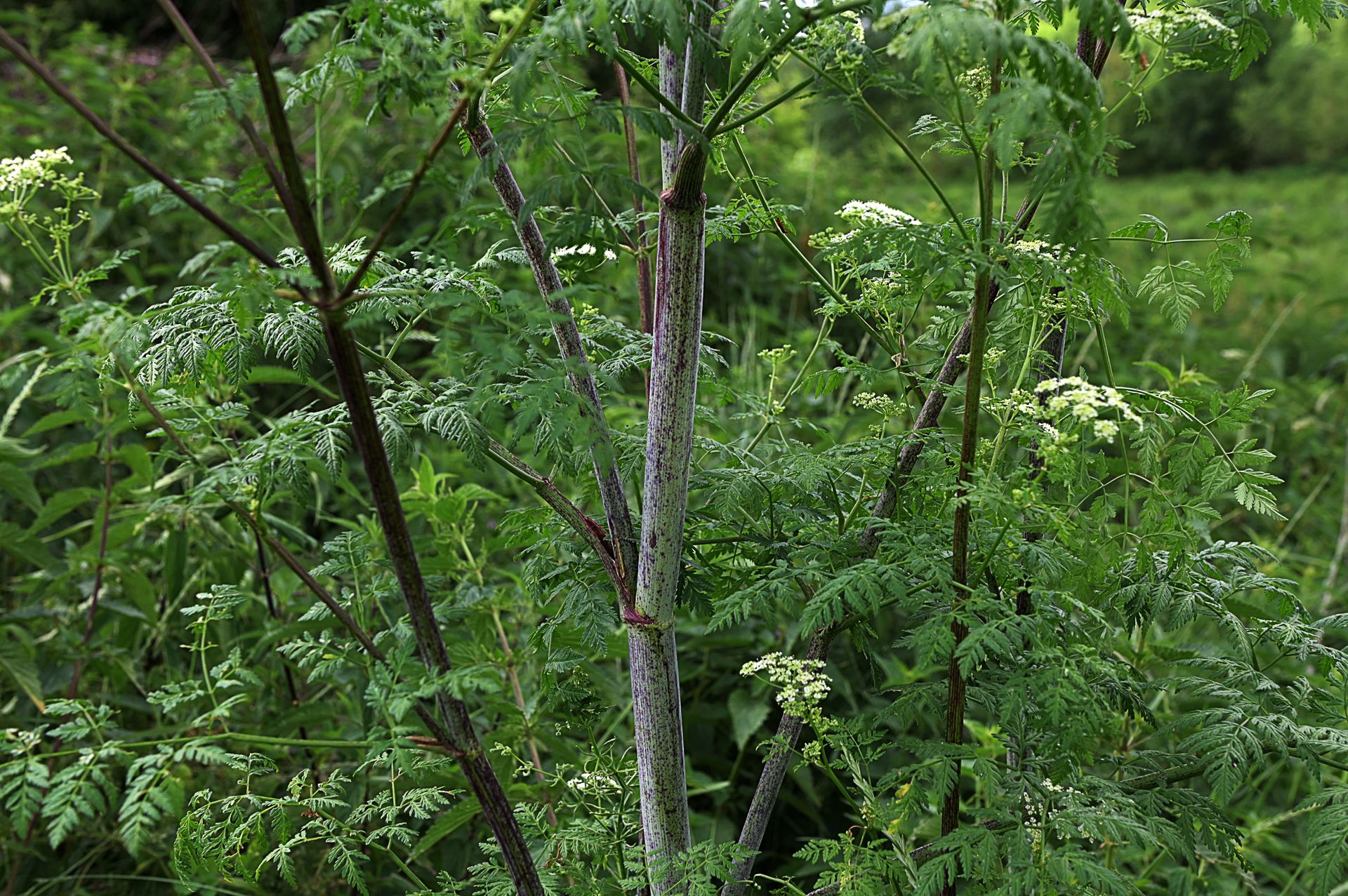 Śmiertelnie trująca roślina jest w Polsce. Przypomina natkę pietruszki