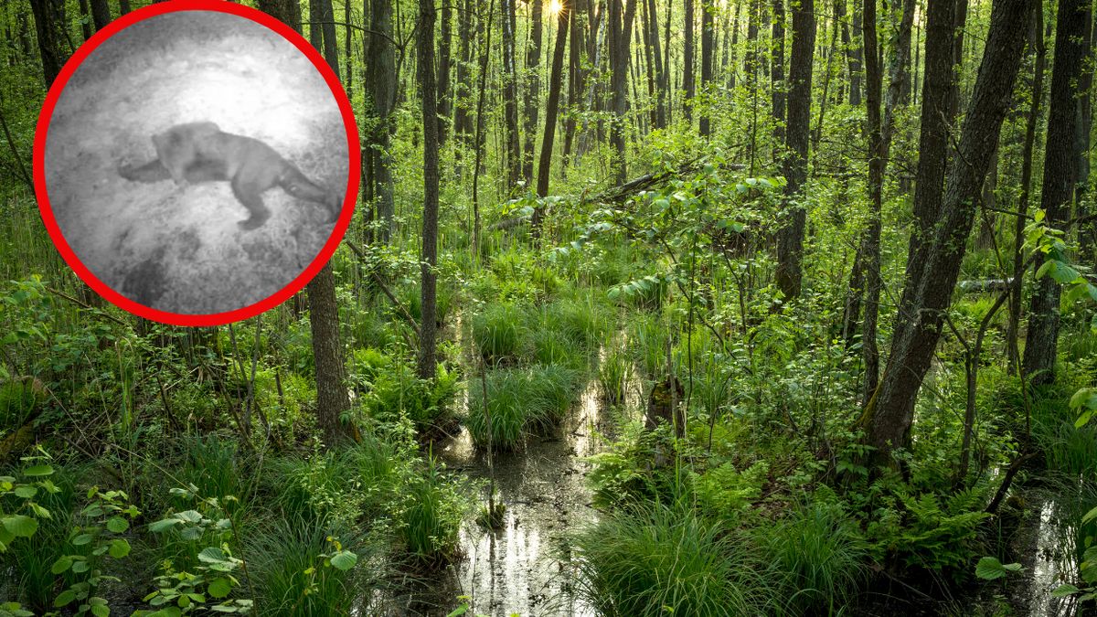 Niedźwiedź na Podlasiu. Sensacja czy nowa codzienność?