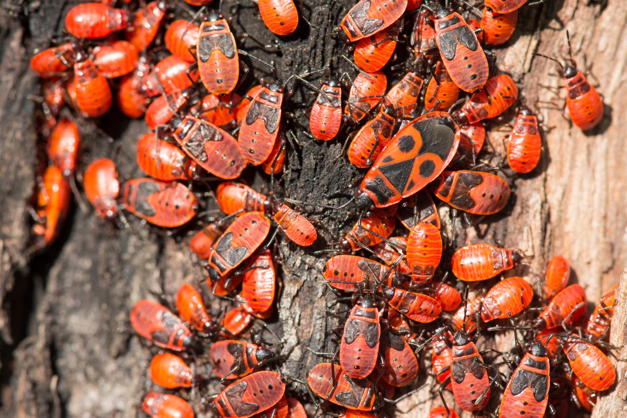 Jest ich coraz więcej. Najgorsze, co możesz zrobić, gdy je spotkasz