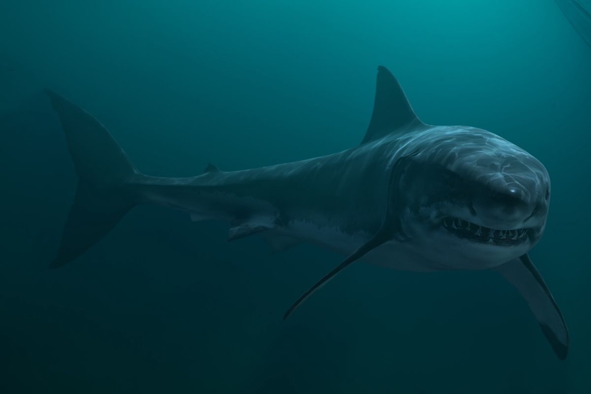 "Rekin duch". Niezwykłe odkrycie naukowców - WP Turystyka