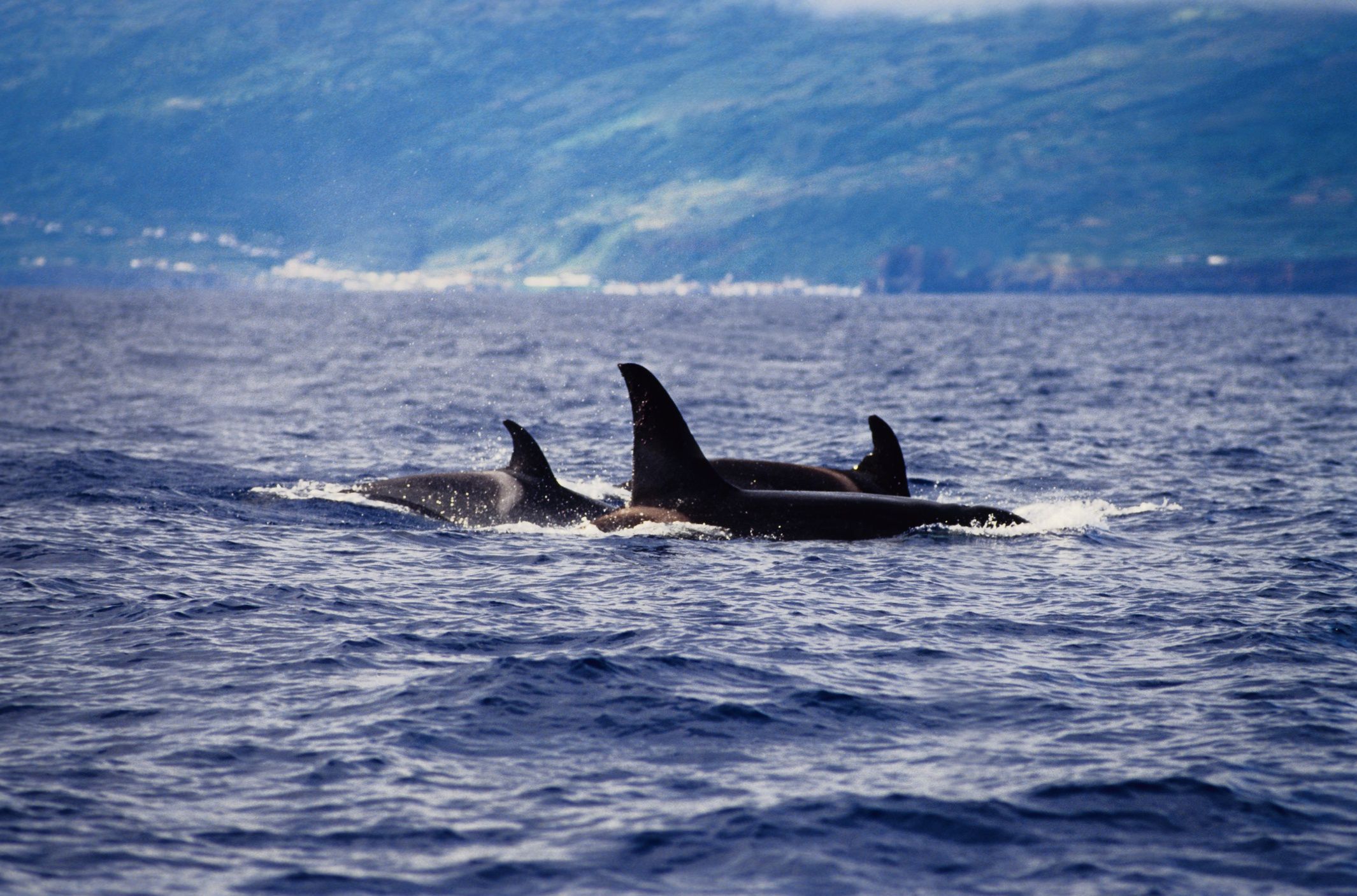 Orki dały popalić żeglarzom w Portugalii. Z pomocą ruszyli rybacy - WP ...