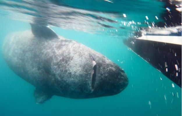 400-letni rekin grenlandzki jest najstarszym żyjącym kręgowcem - WP ...
