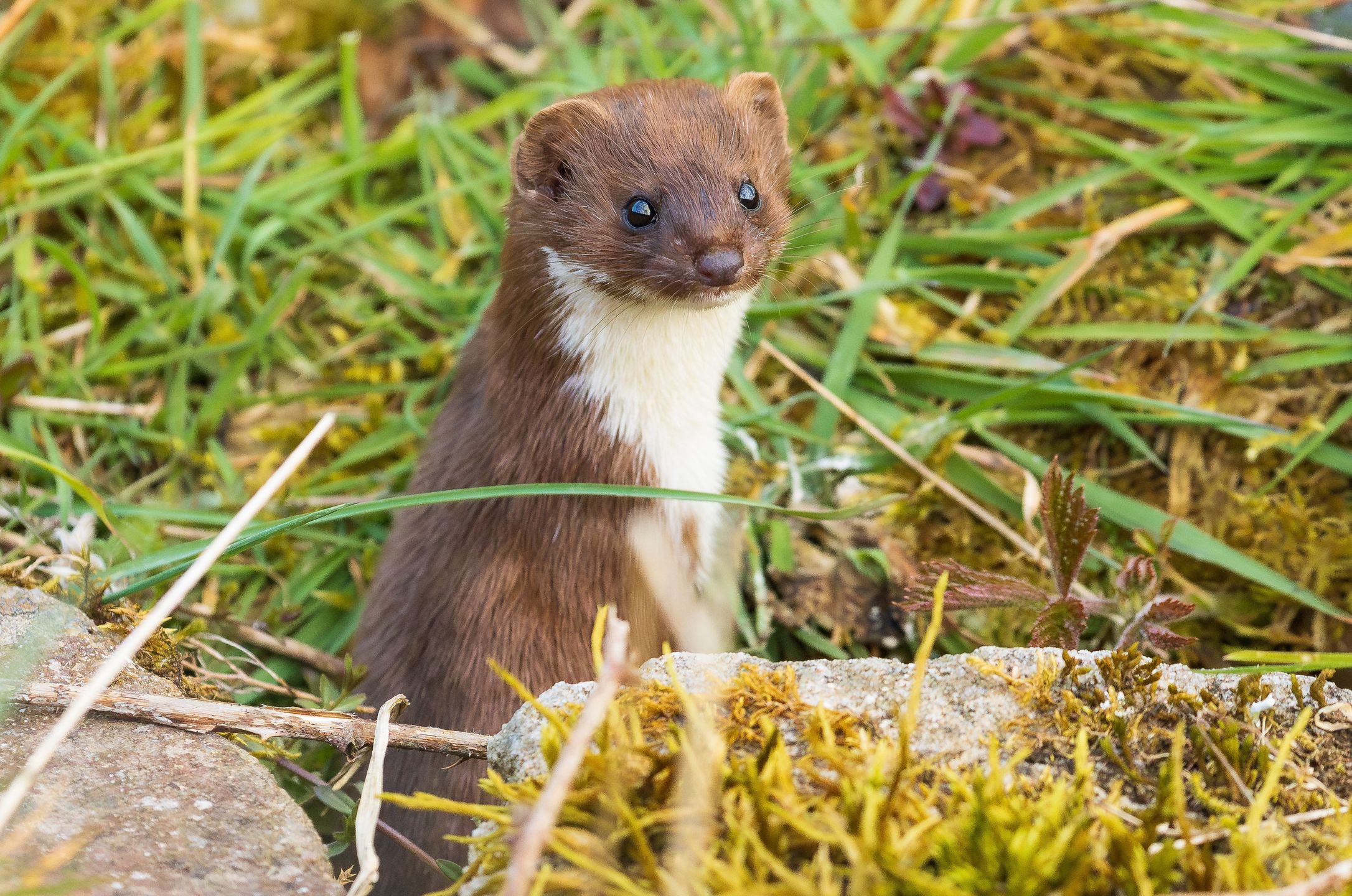 To nie kuna. Gdy zobaczysz w ogrodzie, od razu reaguj