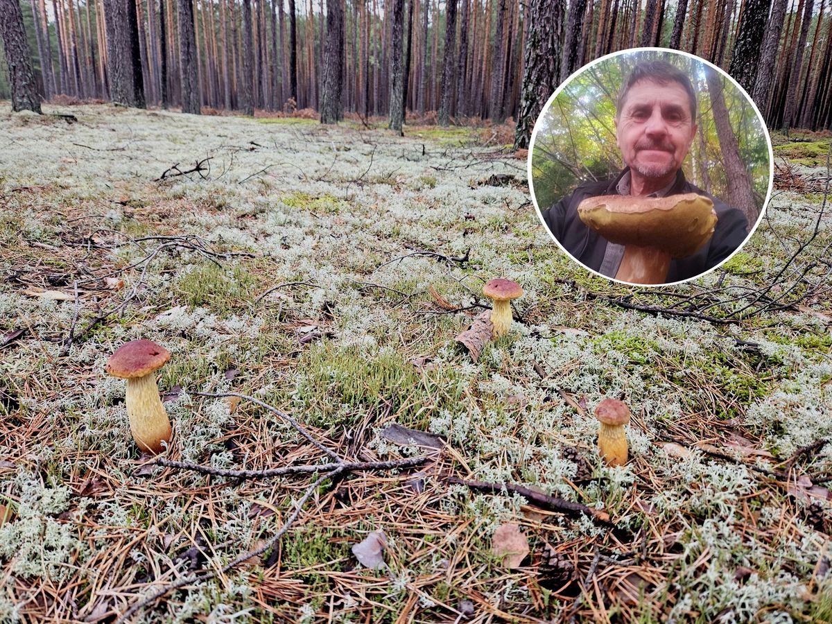 Poszłam na grzyby w Borach Tucholskich. Nawet lokalni zbieracze ...
