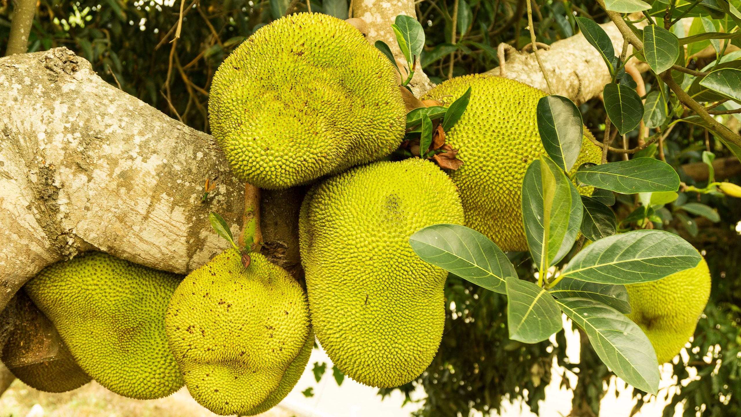 Największy owoc świata. Jackfruit – jak go jeść? - WP Kuchnia