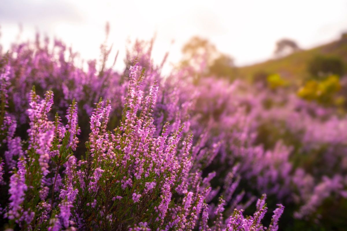 Wrzosowiska w Polsce. Tu poczujesz się jak w bajce - WP Turystyka