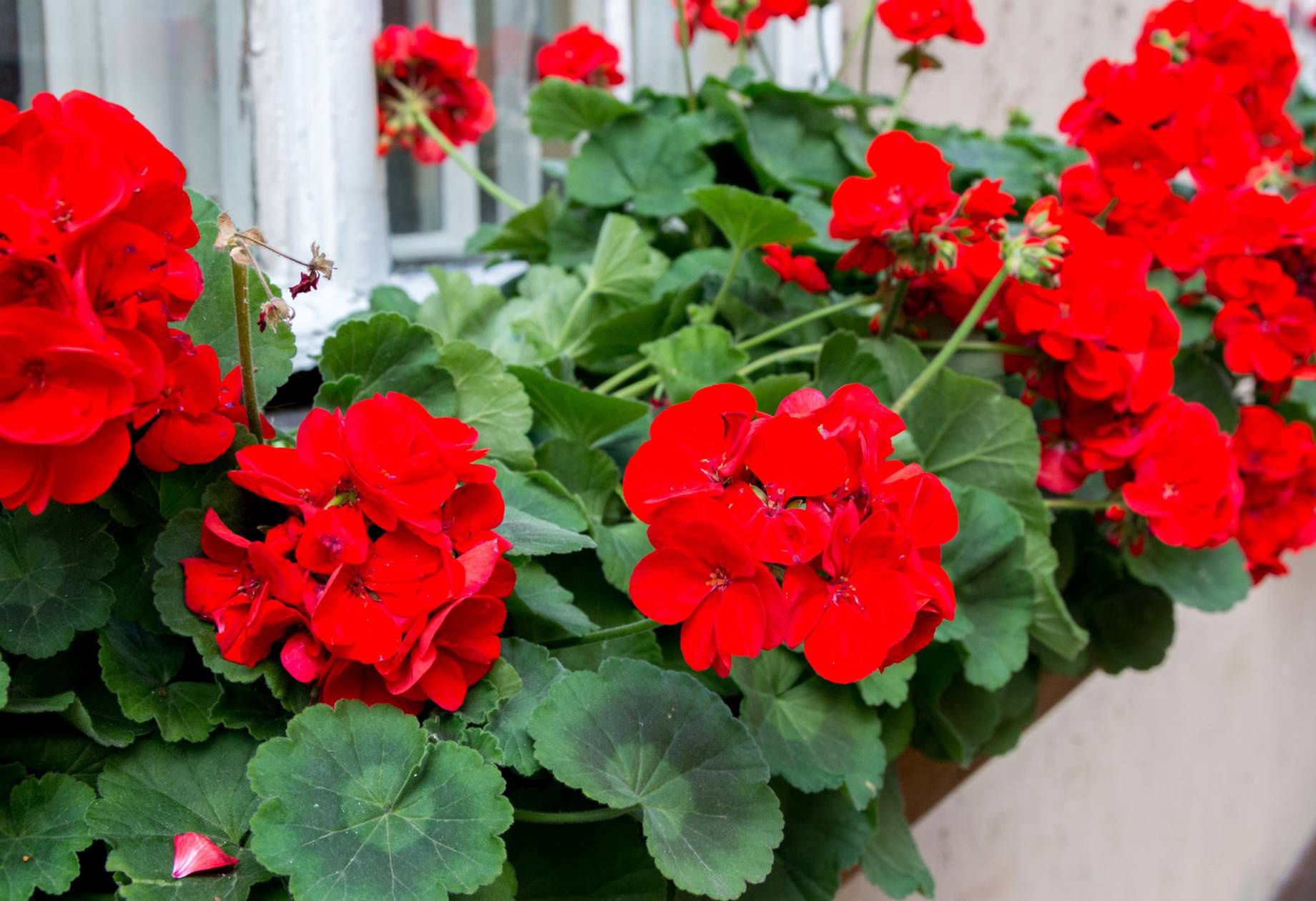 Zagotuj i wlej pod pelargonie. Zaczną kwitnąć jak szalone