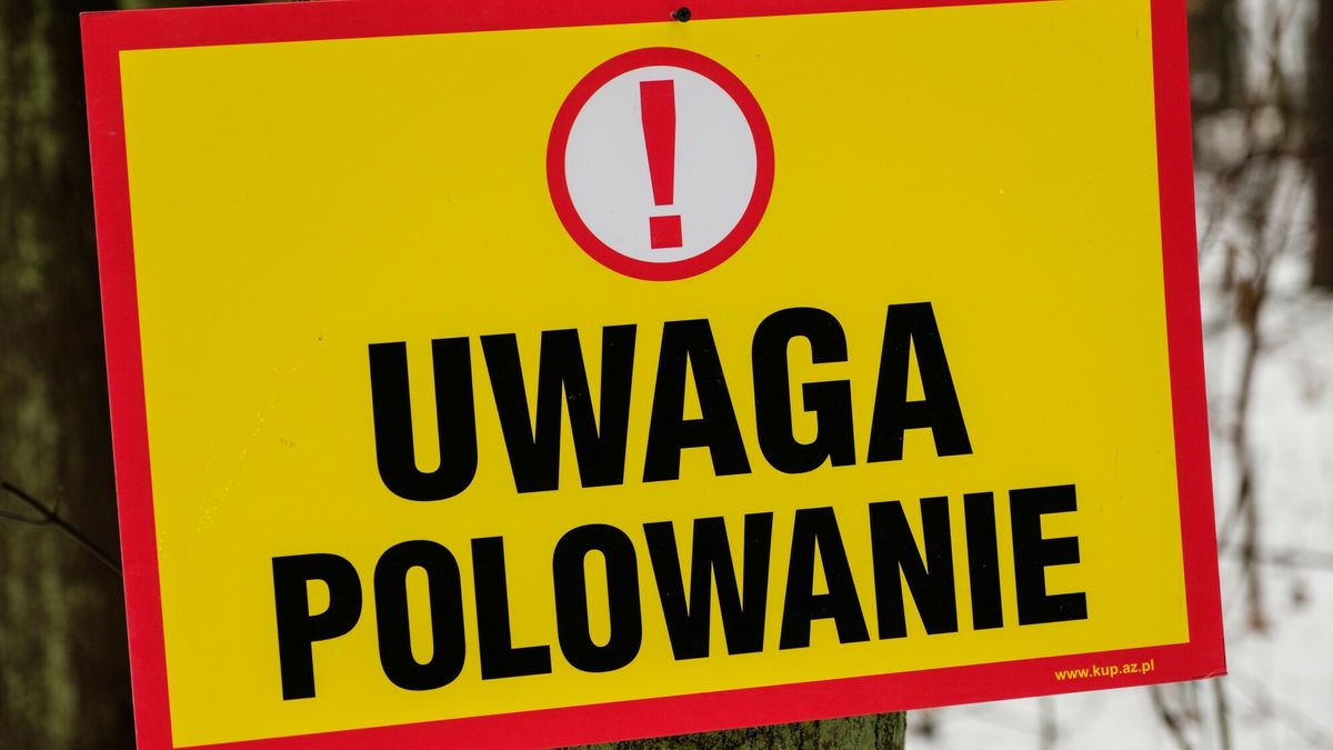 Skandal na polowaniu, myśliwy zabił zwierzę pod ochroną. Sprawę bada ...