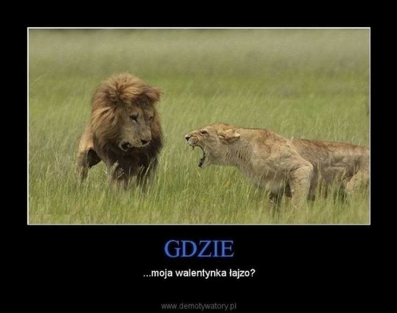 Najlepsze memy na Walentynki 2024. Uśmiejecie się do łez!