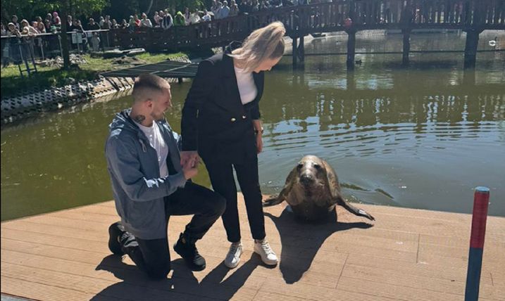Wyjątkowe sceny w łódzkim ZOO. Foka była świadkiem zaręczyn "Foki"