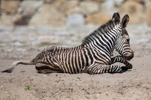 Młoda zebra z wrocławskiego zoo - WP Wiadomości