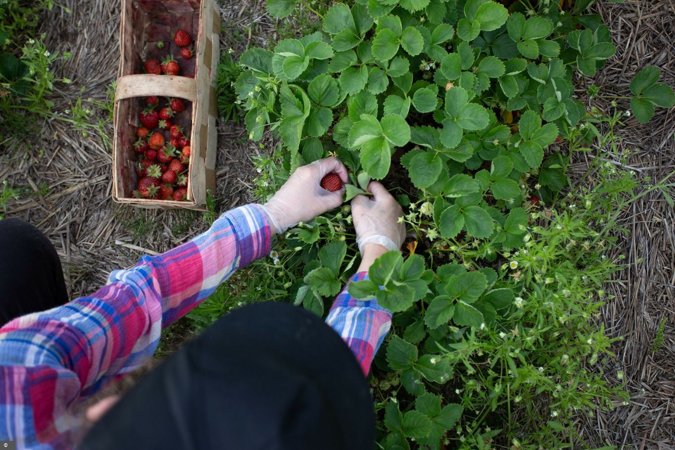 Saksy przestały się opłacać. To oni zastąpili Polaków