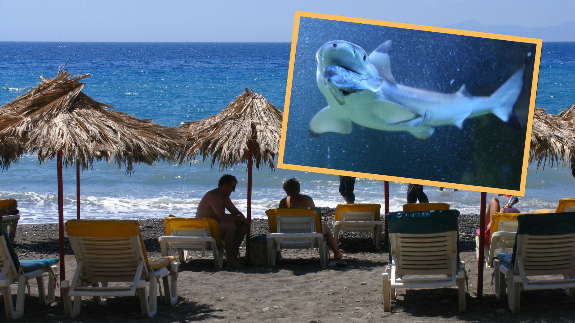 Krwawy atak rekina na Maui. Trzy plaże zamknięte - WP Wiadomości