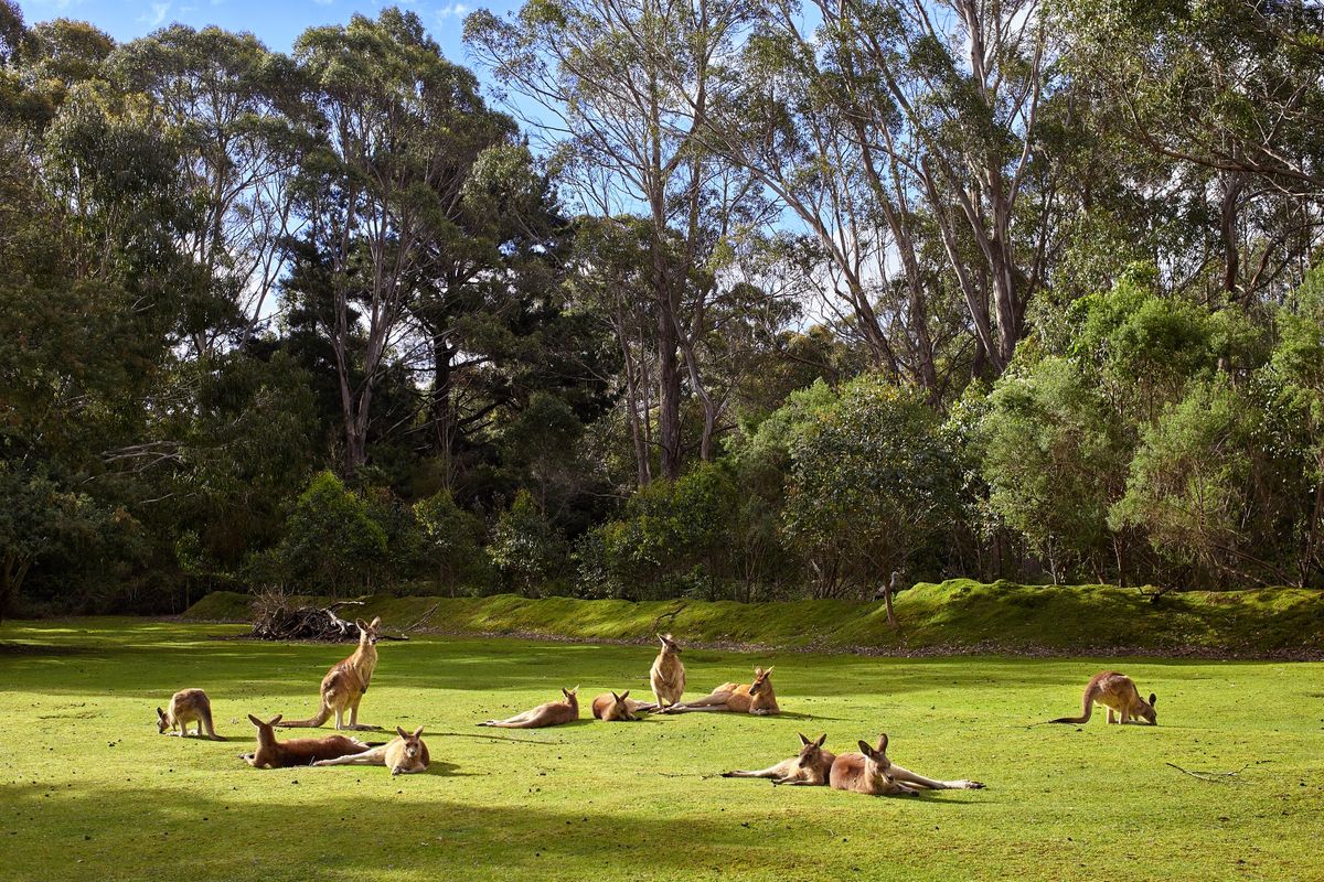 Australia. Nastolatkowie zabili 14 kangurów - WP Turystyka