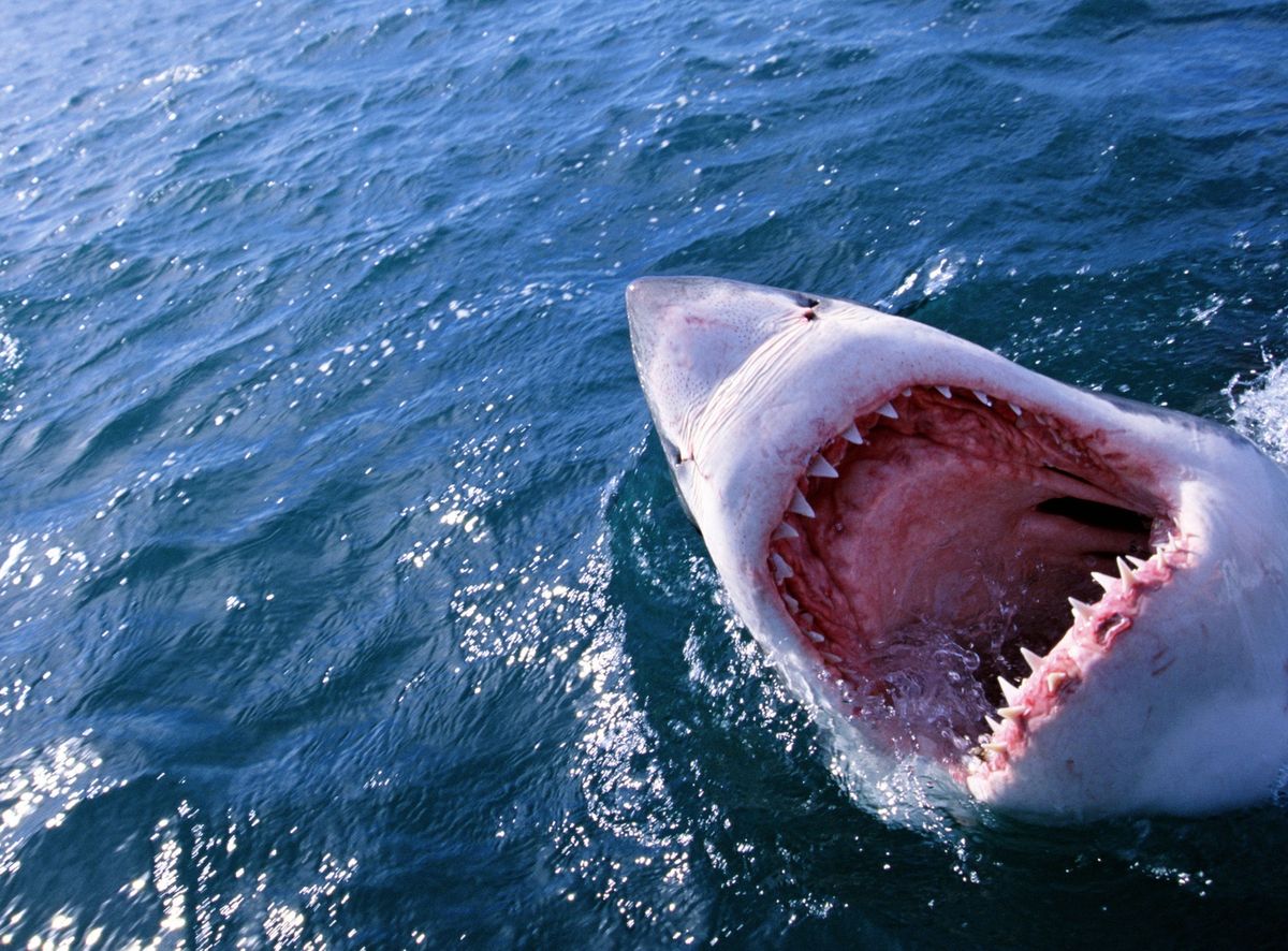 Samica rekina, która zaatakowała w Hurghadzie, była w ciąży. W jej ...