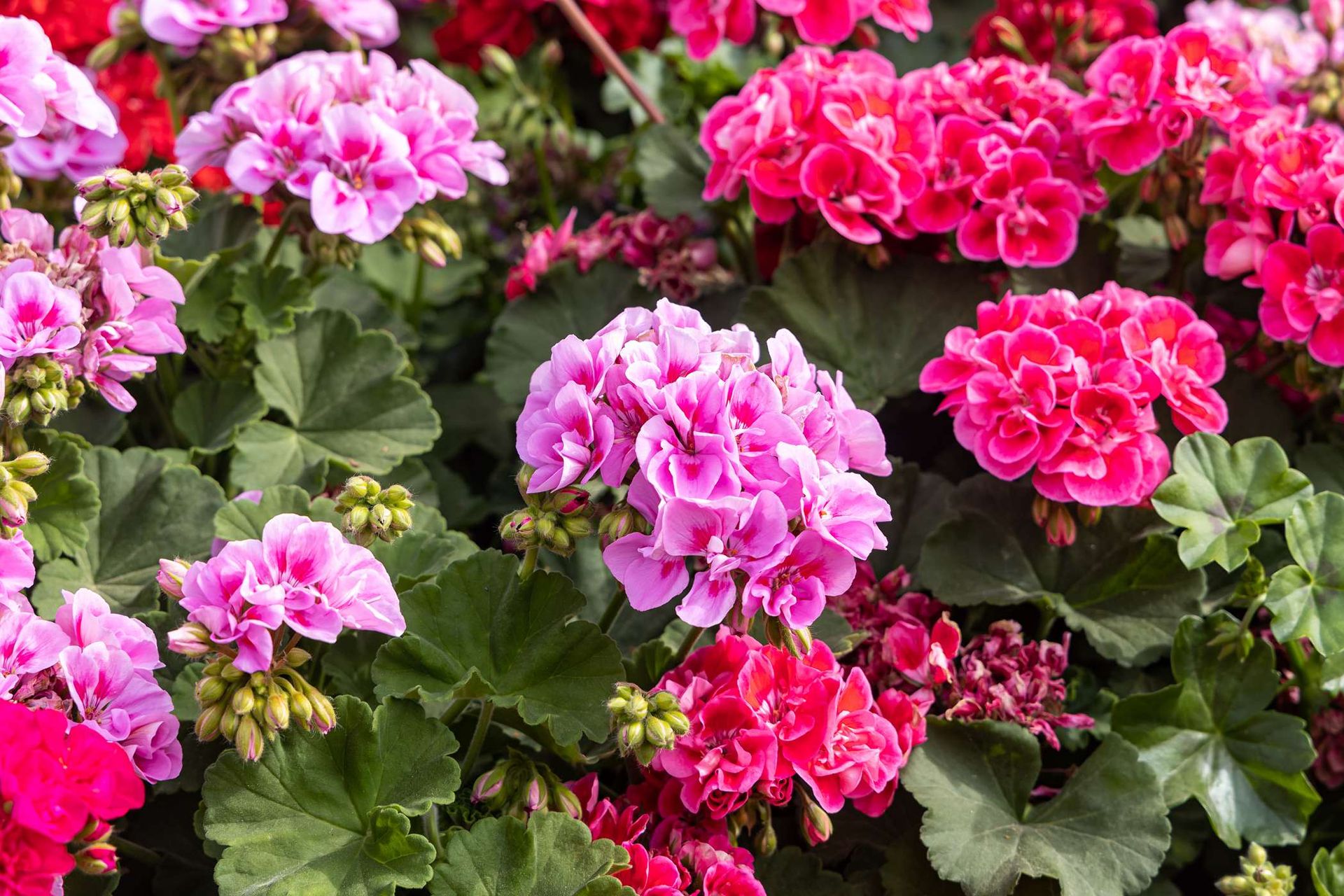 Jedna kropla do konewki i pelargonie toną w kwiatach? Sprawdzamy ...