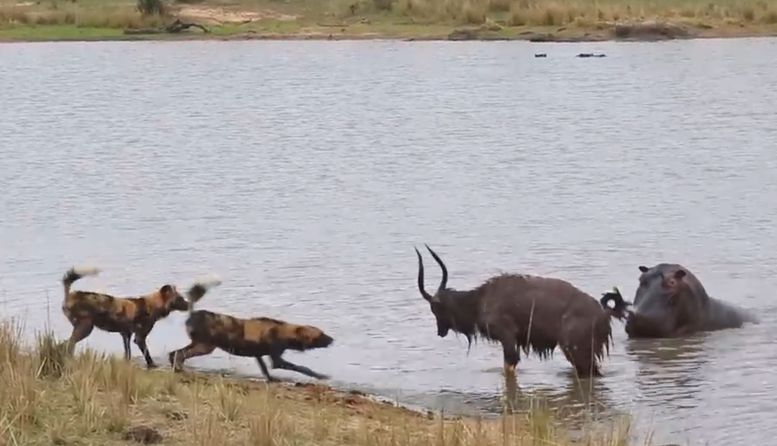 Likaony kontra antylopa. Zaskakujący finał pojedynku