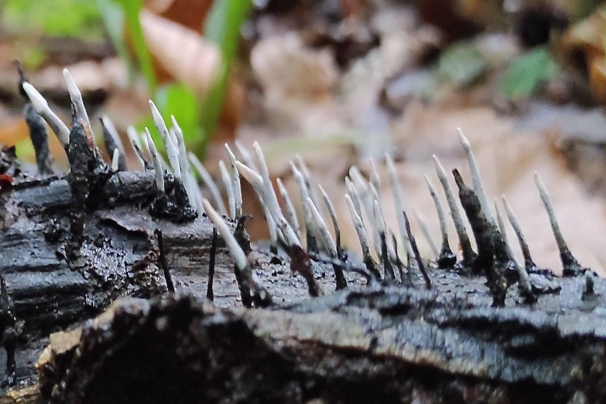 Leśnicy pokazali zdjęcia. "Hatifnaty" w jednym z polskich borów