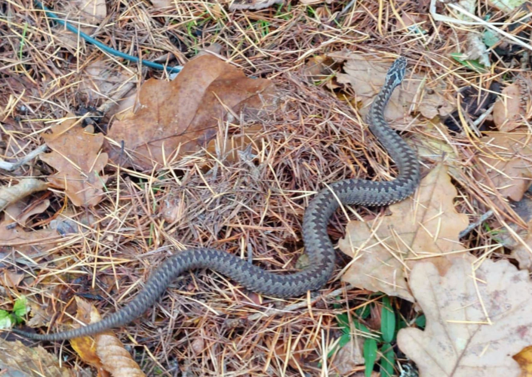 Wciąż jest aktywna i niebezpieczna. Leśnicy ostrzegają